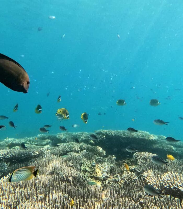 Bali: Blue Lagoon and Tanjung Jepun Snorkeling Tour - An In-Depth Look at the Snorkeling Tour in Bali