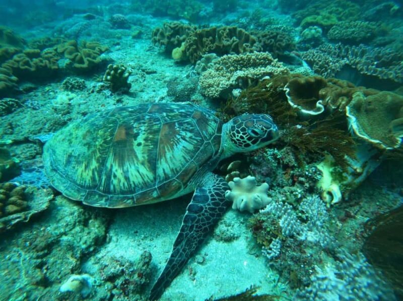 Bali: Blue Lagoon and Tanjung Jepun Snorkeling Tour - What You Need to Know: Practical Details