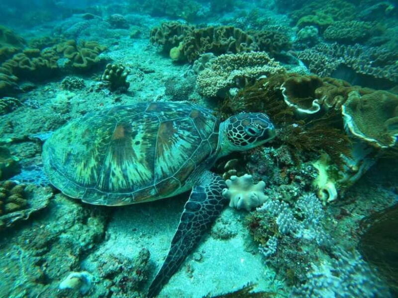 Bali: Blue Lagoon and Tanjung Jepun Snorkeling Tour - FAQ