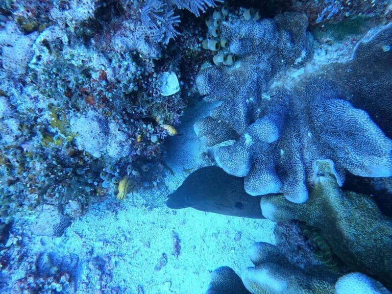 Bali Blue Lagoon and Tanjung Jepun Snorkeling Tour with - Key Points