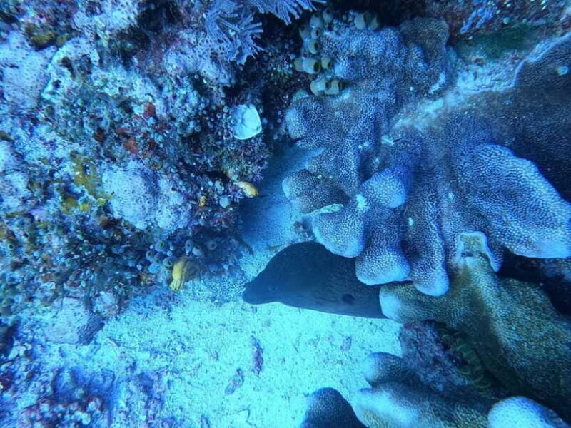 Bali Blue Lagoon and Tanjung Jepun Snorkeling Tour with - Final Thoughts