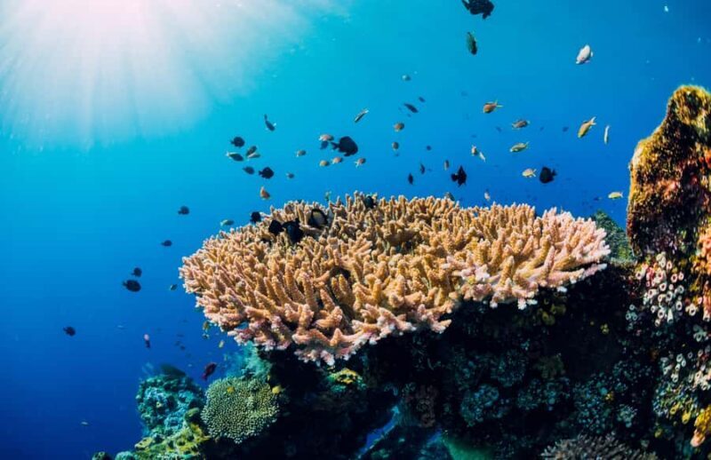 Bali Blue Lagoon Snorkeling and Waterfall Tour - An In-Depth Look at the Tour Experience