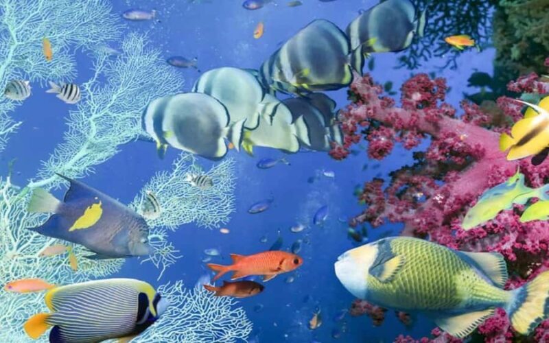 Bali Blue Lagoon Snorkeling Tour - Exploring the Underwater World at Bali’s Blue Lagoon