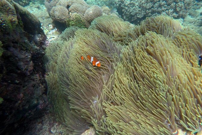 Bali Blue Lagoon Snorkeling Tour With Sea Side Lunch And Transfer - Key Points