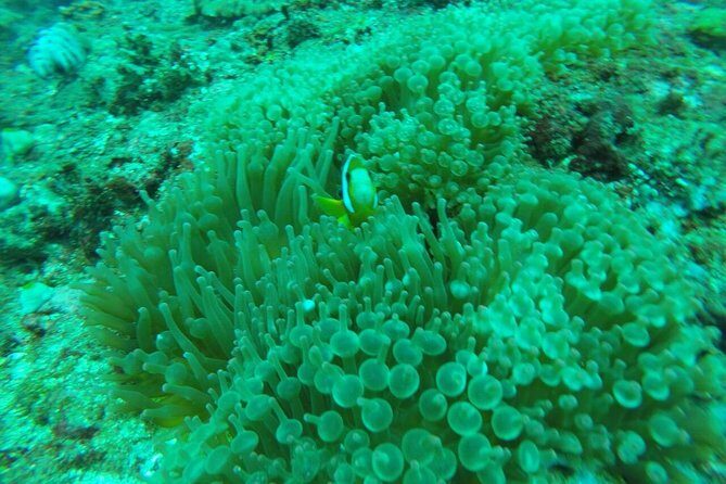 Bali Blue Lagoon Snorkeling Tour With Sea Side Lunch And Transfer - Practical Details: What You Need to Know