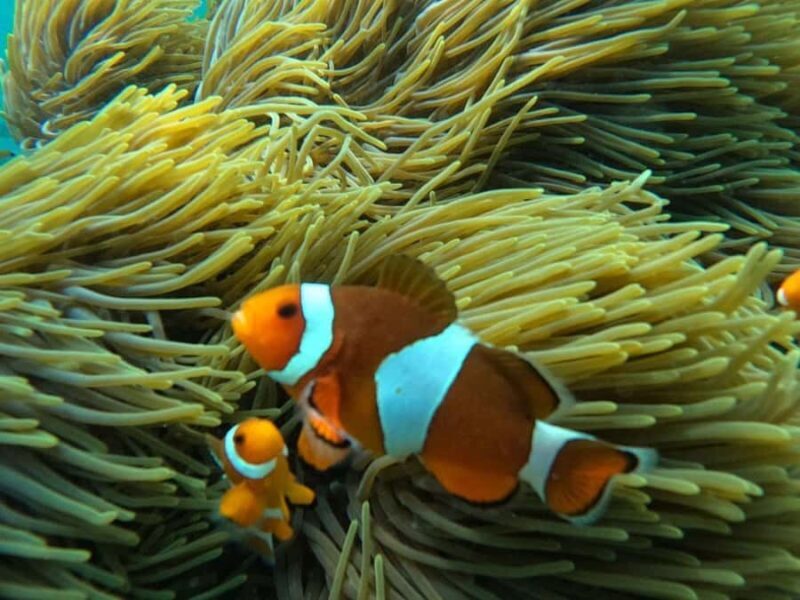 Bali: Blue Lagoon Snorkeling, Waterfall, and Temple Tour - Logistics and Overall Value