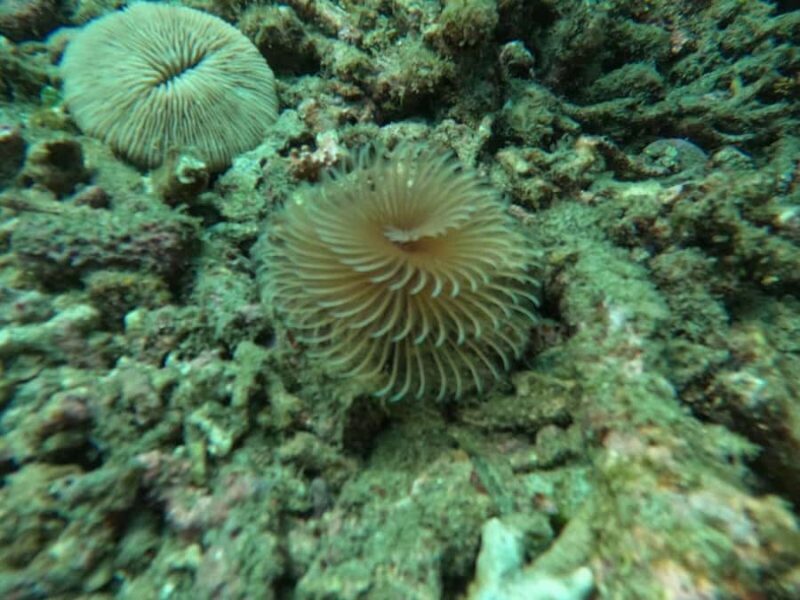 Bali: Blue Lagoon Snorkeling, Waterfall, and Temple Tour - What Travelers Love and Consider