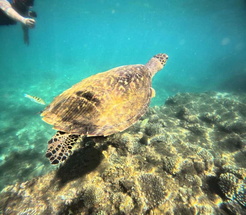 Bali: Blue Lagoon Snorkeling With GoPro Capture & Transfers - The Sum Up