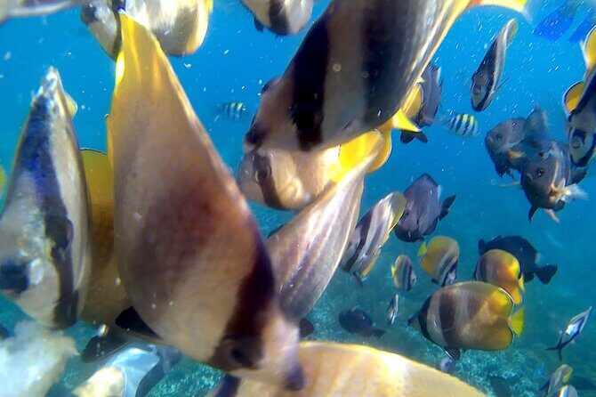 Bali Blue Lagoon Snorkeling with Optional Sightseeing - FAQ