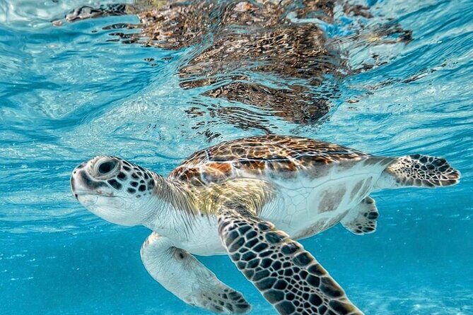 Bali Blue Lagoon Snorkeling with optional Tours and Activity - The Sum Up: Who Should Book This Tour?