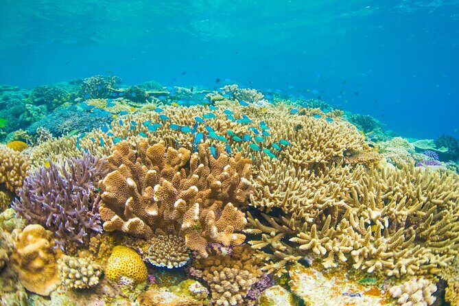 Bali Blue Lagoon Snorkeling with Private Transfer and Lunch - FAQ