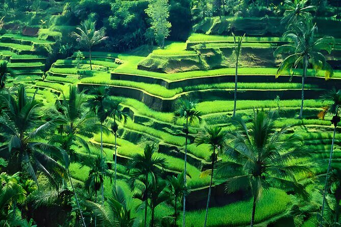 Bali Car-Charter: Half Day Ubud Waterfall Tour - An Honest Look at the Tour Itself