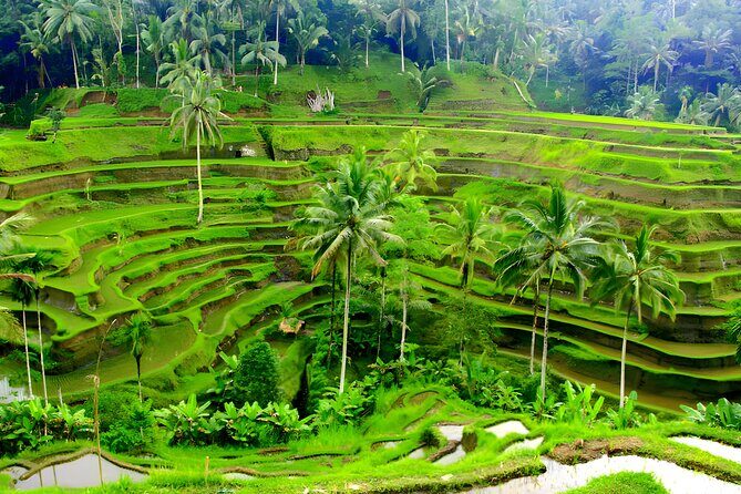 Bali Car-Charter: Half Day Ubud Waterfall Tour - FAQ