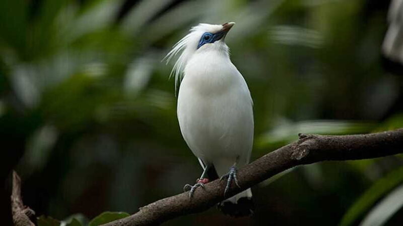 Bali: Countryside Bird Watching Tour with Hotel Transfer - How to Make the Most of Your Tour