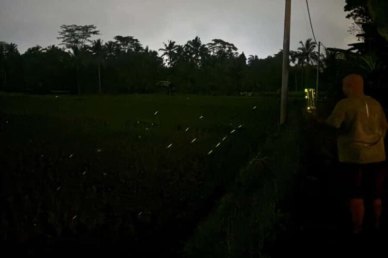 Bali: Cultural Ritual, Local Cuisine & Firefly Adventure - Key Points