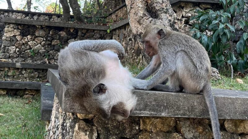 Bali: Customise your Bali Tour with Driver-Guide - FAQ