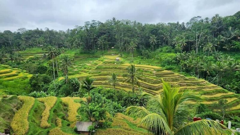Bali: Customised Ubud Full Day Trip With Private Car, Driver - The Value of a Private Driver and Customization