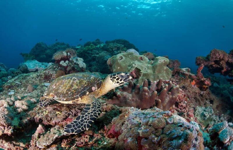 Bali Day Trip Nusa Penida with Premium Private Boat or Yacht - Return and Reflection