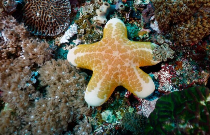 Bali Day Trip Nusa Penida with Premium Private Boat or Yacht - Final Thoughts