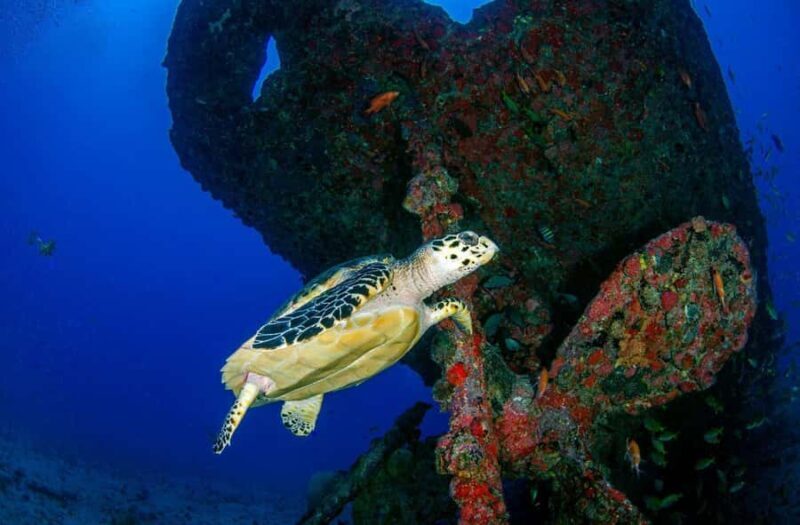 Bali Day Trip: Try Diving at Liberty Shipwreck & Kayak Trip - An In-Depth Look at the Tour Experience