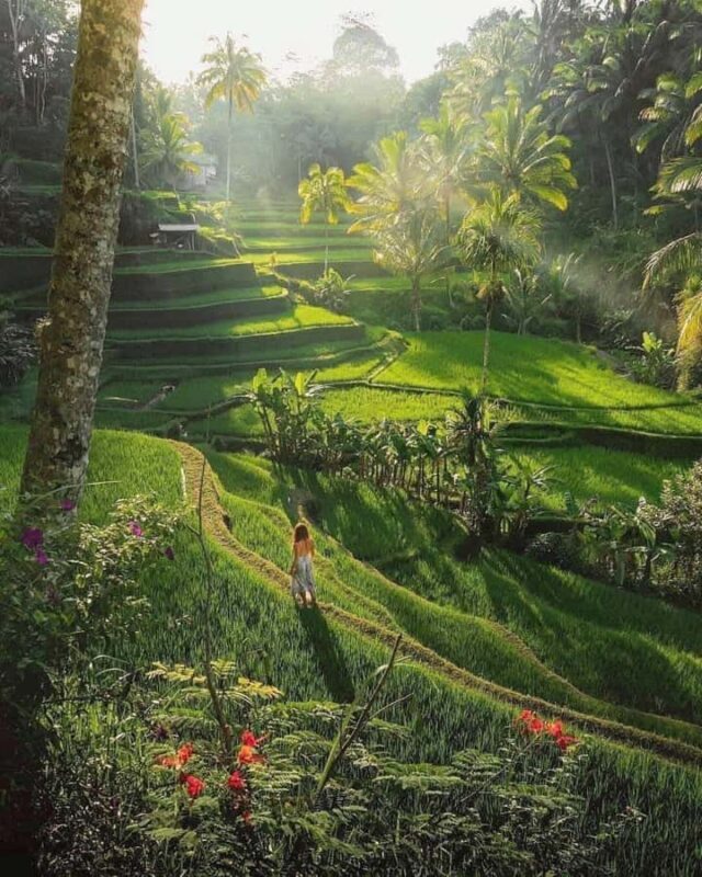 Bali: Day Trip Ubud and Tegallalang Rice Terrace Tour - Key Points