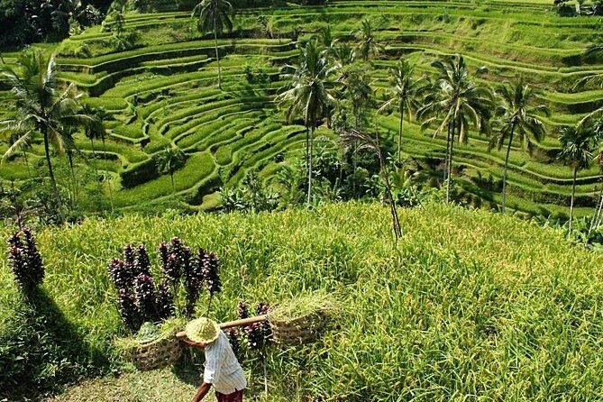 Bali Discovery Tour With Village And Temple - A Full-Day Journey Through Bali’s Heart and Soul
