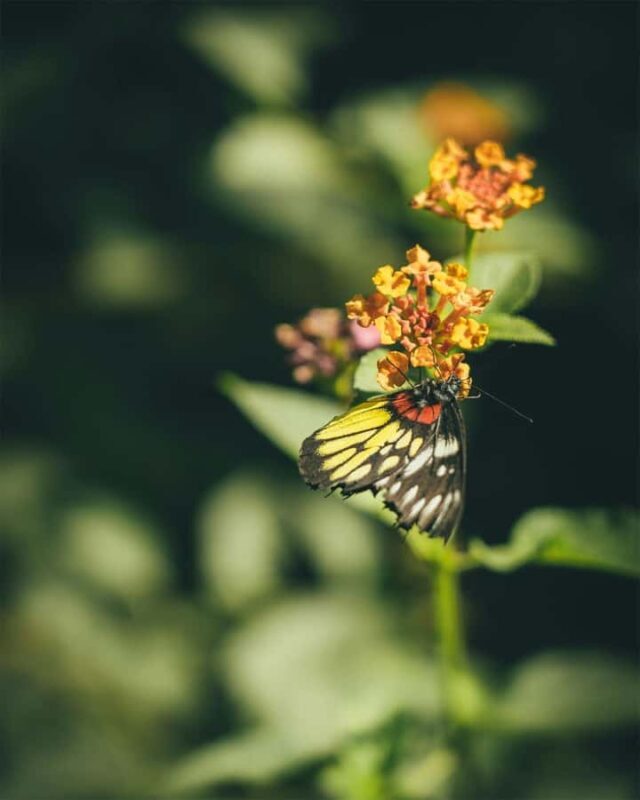 Bali Discovery: Waterfalls, Butterfly Park & Village Life - Key Points