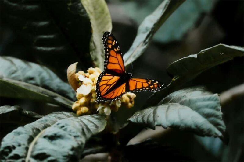 Bali Discovery: Waterfalls, Butterfly Park & Village Life - Exploring Bali’s Natural Wonders and Cultural Treasures