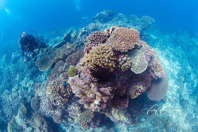 Bali Diving Day Trip-Manta Point/Tulamben Shipwreck-Fun Dive - An Introduction to This Bali Diving Day Trip