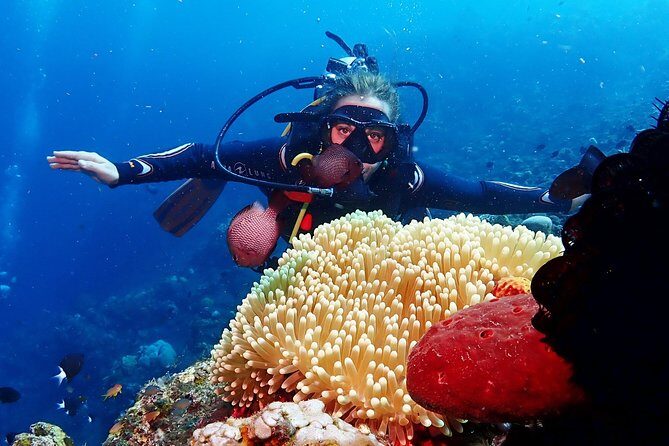 Bali Diving for Beginners: Tulamben Liberty Wreck - The Marine Environment