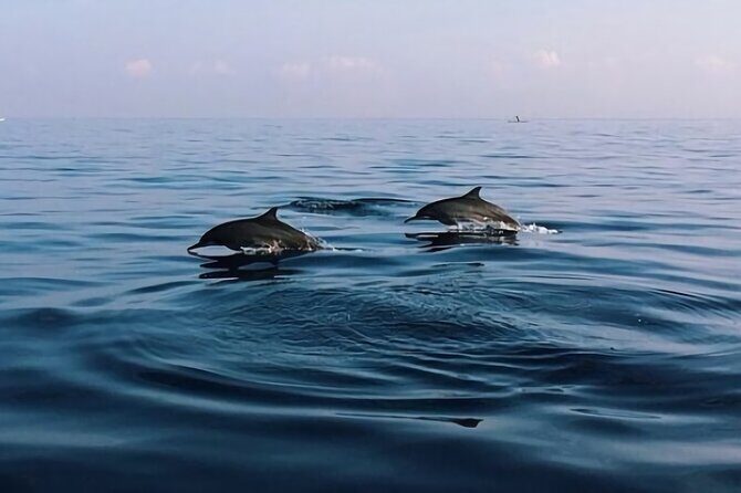 Bali Dolphin Lovina tour and Ulundanu Beratan - An In-Depth Look at this Bali Day Trip