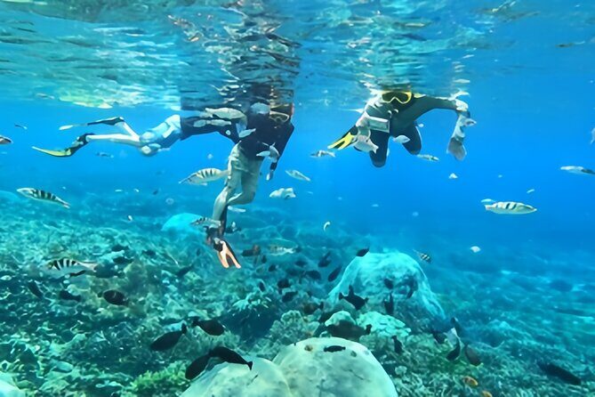 Bali Dolphin Lovina Watching, Swimming and Snorkeling Tour - Final Thoughts