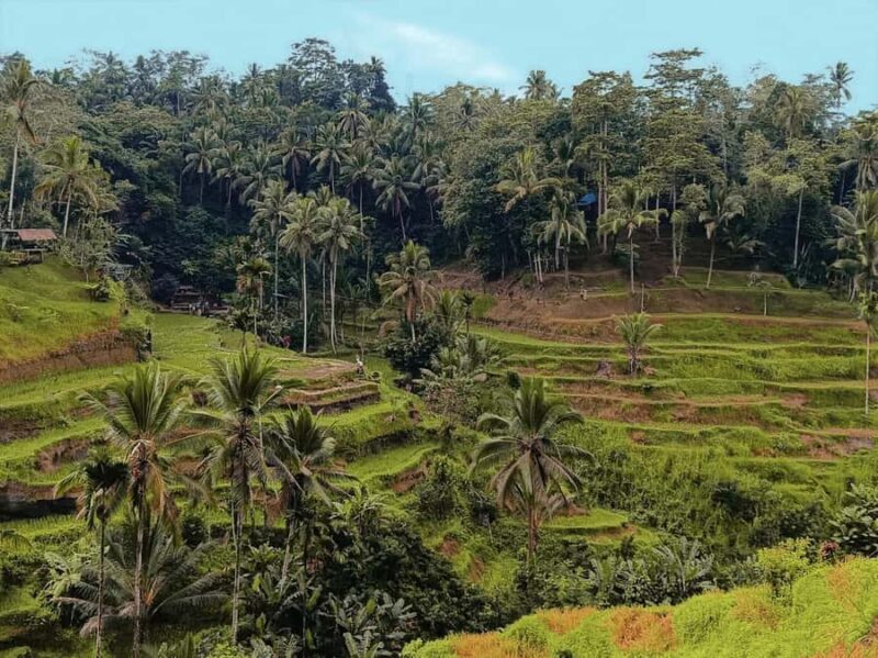 Bali: Electric Bike Cycle Tour through Rice Terrace - Frequently Asked Questions