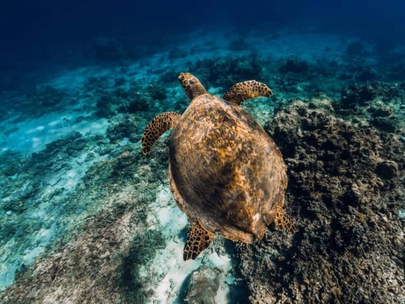 Bali: Exclusive Private Snorkeling & City Tour - Key Points