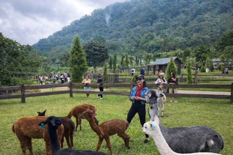 Bali: Farm House Pancasari & Strawberry Picking Tour - Strawberry Picking: A Hands-On Farming Experience