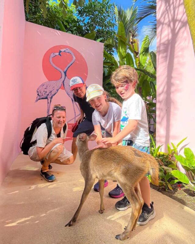 Bali: Flamingo Family Beach Club Dining E-Voucher - The Final Word: Who Will Love This Experience?