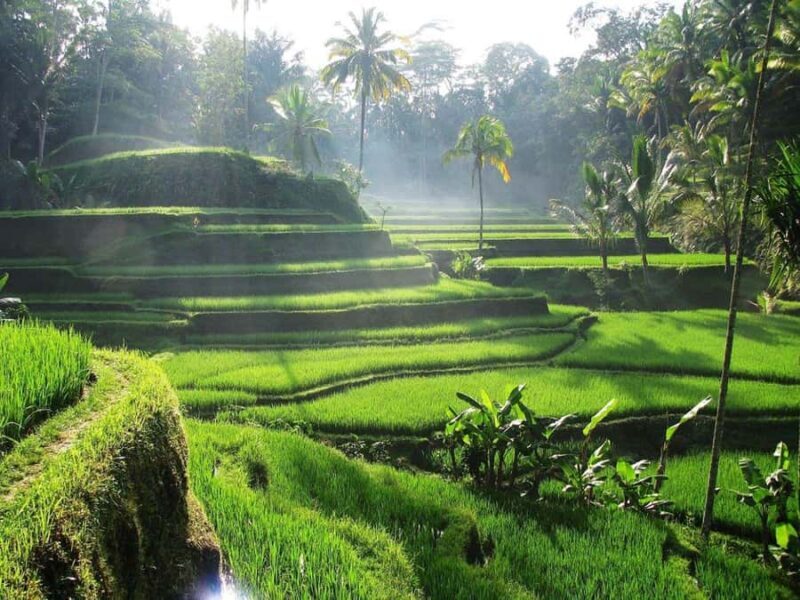 Bali Full-Day Private Customized Tour - What Makes This Tour Special?