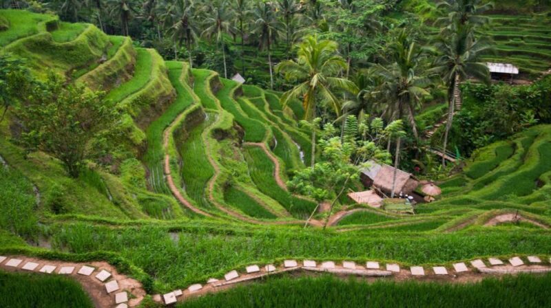 Bali: Full-Day Ubud Highlight & Tanah Lot Temple Sunset Tour - Who Will Love This Tour?