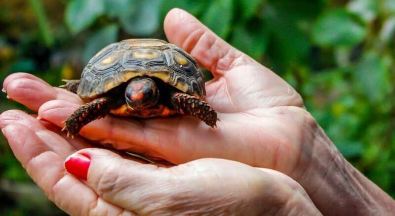 Bali: Glass Bottom Boat & Turtle Conservation Tour - An inviting glimpse into Bali’s marine world