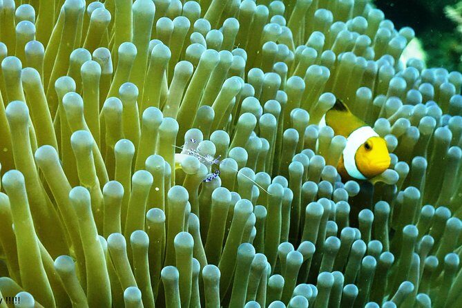 Bali Hai - PADI Advance Open Water Course in Menjangan - Key Points