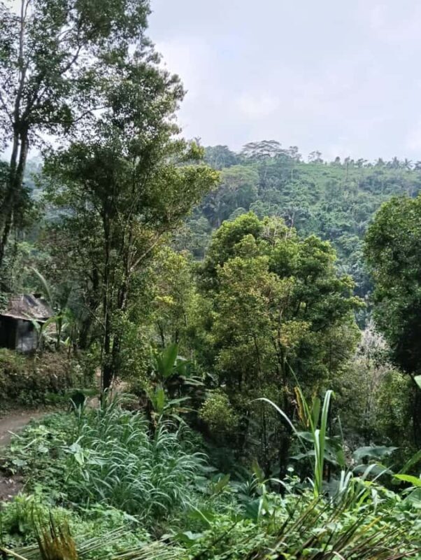 Bali: Hidden Waterfall Hike and Blue Lagoon Snorkeling - Introduction: Exploring Bali’s Hidden Natural Treasures