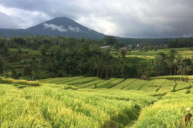 Bali Highlight Tours - The Experience: Transport, Timing, and Personalization