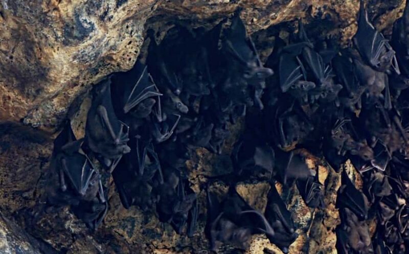 Bali: Historic Murals, Fairy Garden & Bat Cave Temple Tour - The Sum Up: A Well-Rounded Cultural Day in Bali