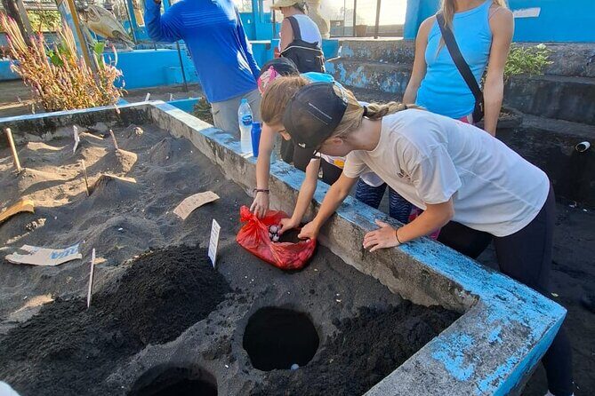 Bali Horse Riding and Turtle Release at Saba Beach - An In-Depth Look at the Tour Experience