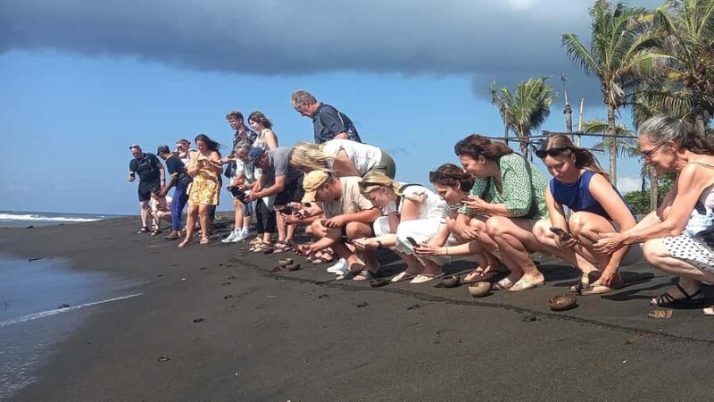 Bali: Horse Riding & Turtle Release Experience at Saba Beach - What to Expect from the Tour