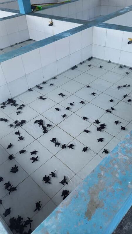 Bali: Horse Riding & Turtle Release Experience at Saba Beach - Authentic Experiences and Genuine Value