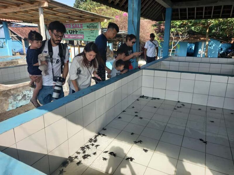 Bali: Horse Riding & Turtle Release Experience at Saba Beach - Frequently Asked Questions