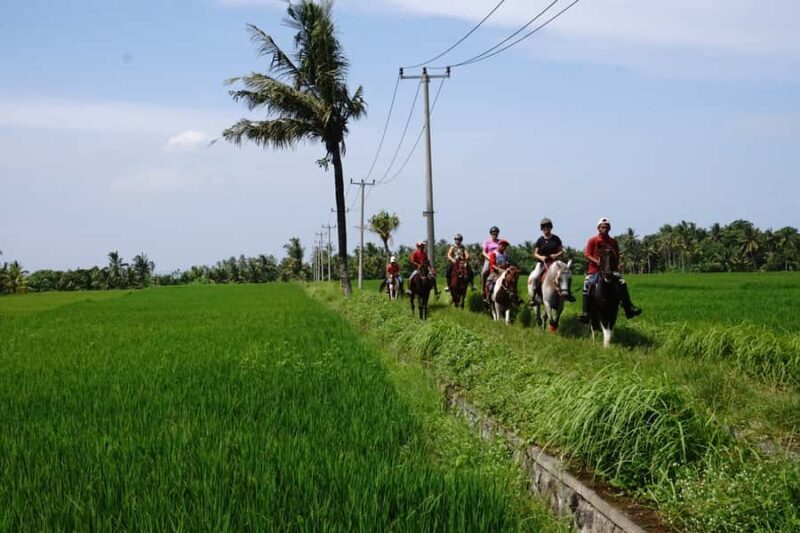 Bali: Horseback Riding Tour - Rice Fields & Pig Stone Beach - Who Should Consider This Tour?