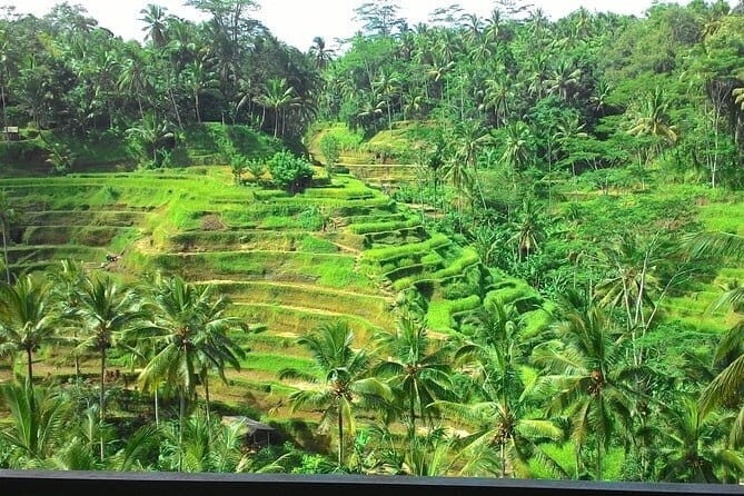 Bali in 1-Day : Rice Terrace, Volcano, Tanah lot - All Inclusive - What the Tour Means for You
