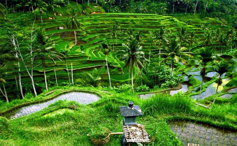 Bali Instagenic Tour - Who Should Book This Tour?